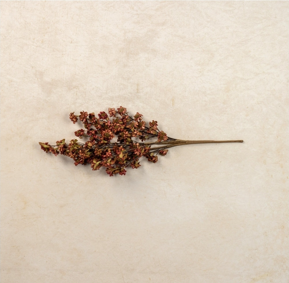 Maroon Daisy Bush ~22"